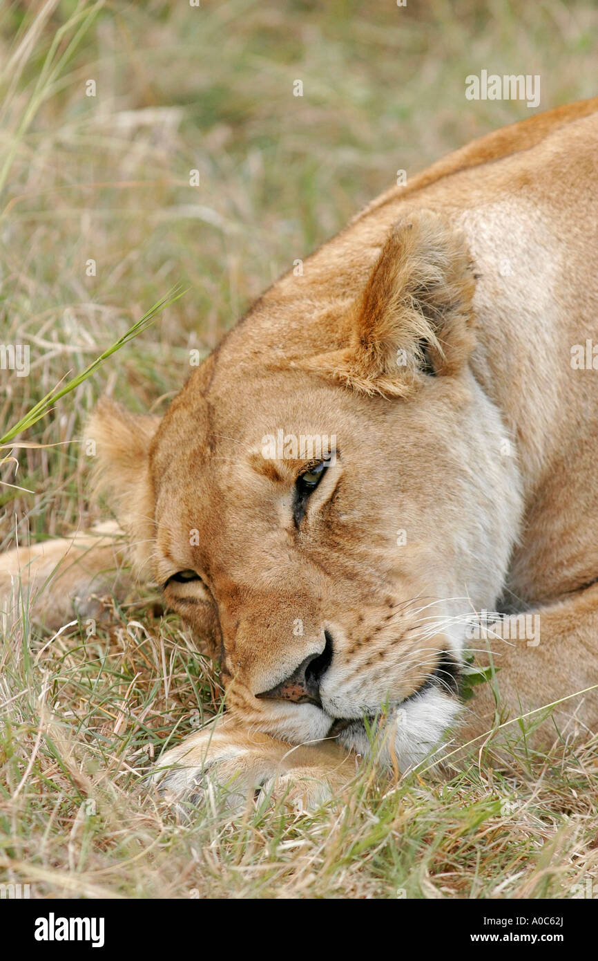 Lion reclining hi-res stock photography and images - Alamy
