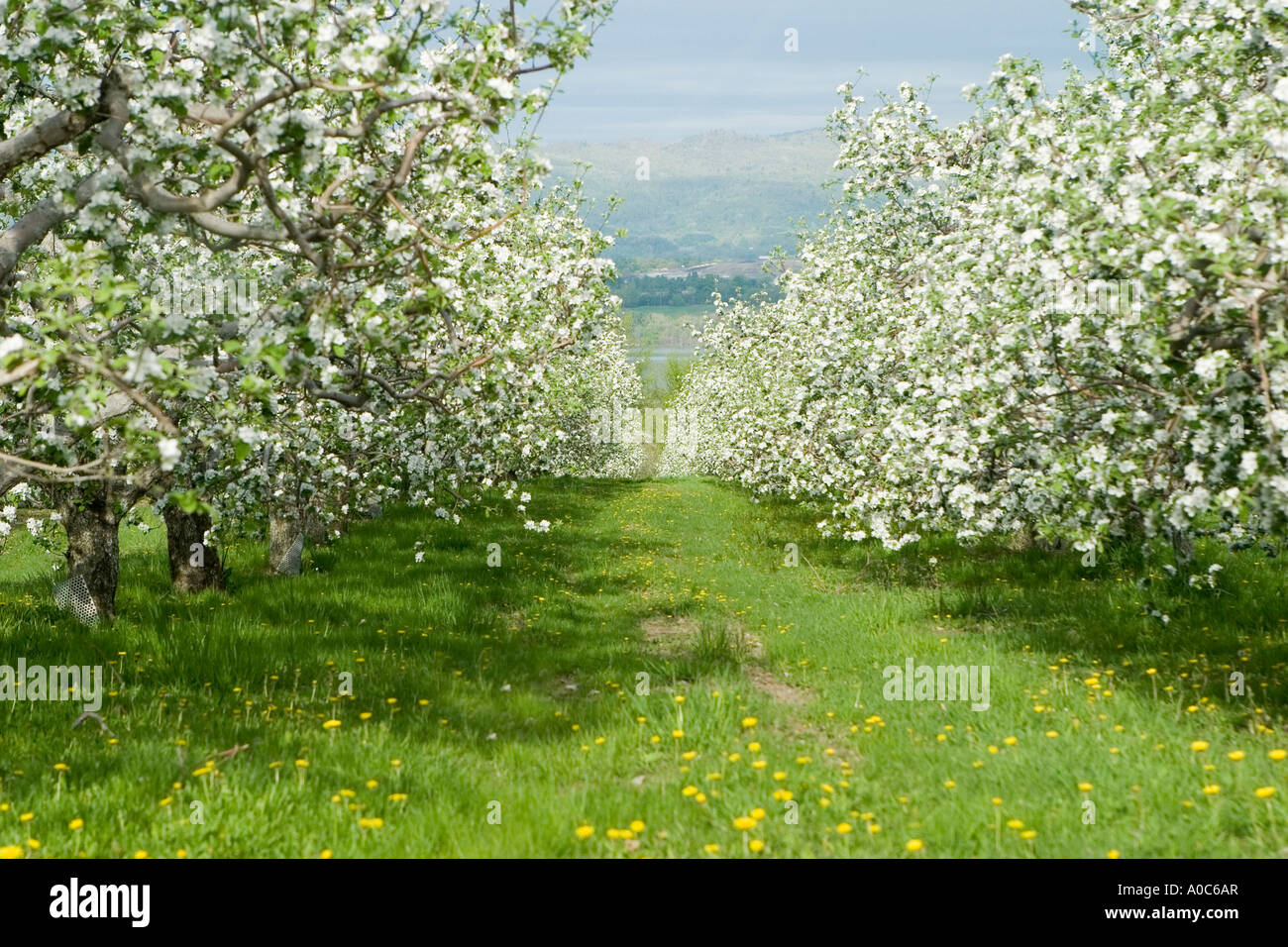 New england apple blossoms hi-res stock photography and images - Alamy