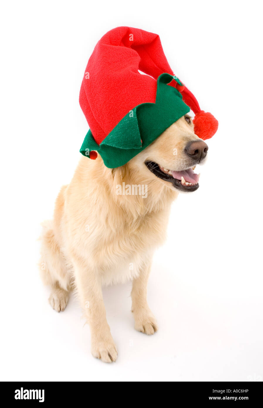 Jester and hat hi-res stock photography and images - Alamy