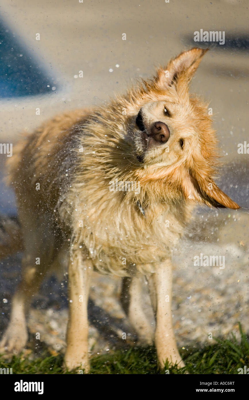Golden Retriever Shaking off Water at Pool Stock Photo - Alamy