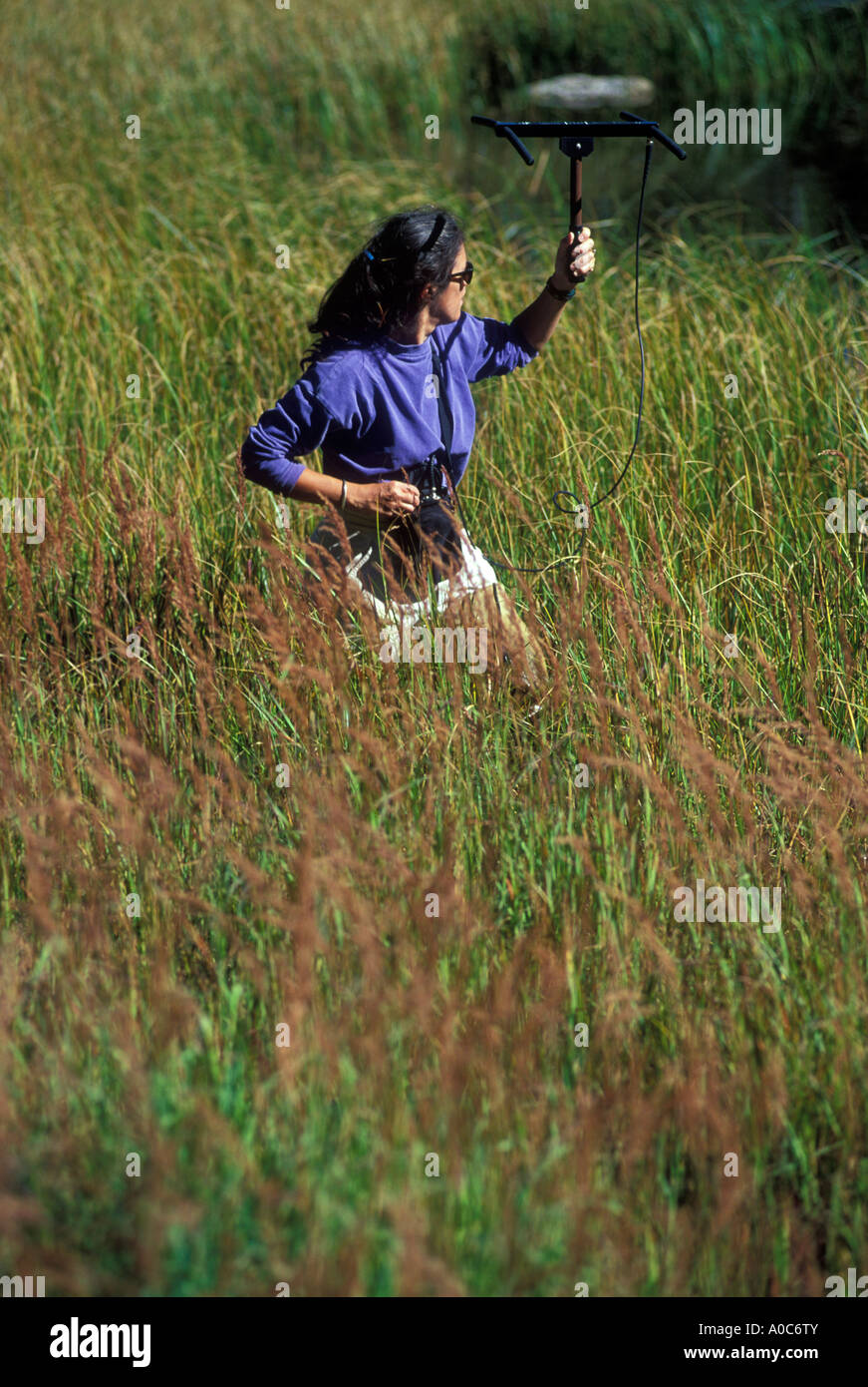 Biologist radio tracking animals in the wild Stock Photo - Alamy