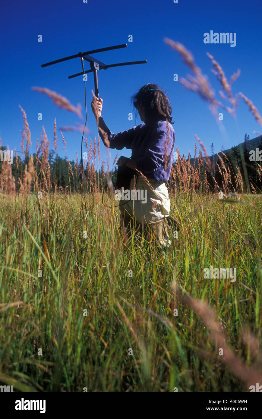 Biologist radio tracking animals in the wild Stock Photo - Alamy