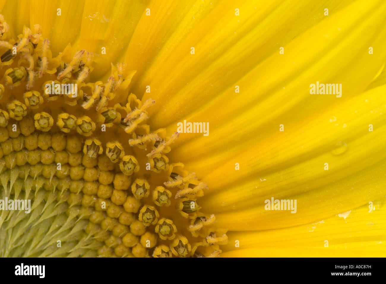 Radiant sunflower hi-res stock photography and images - Alamy