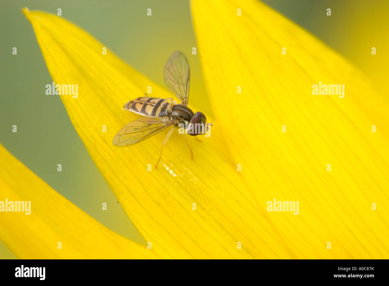 Radiant sunflower hi-res stock photography and images - Alamy
