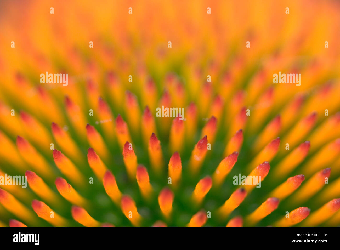Purple coneflower closeup center hi-res stock photography and images ...