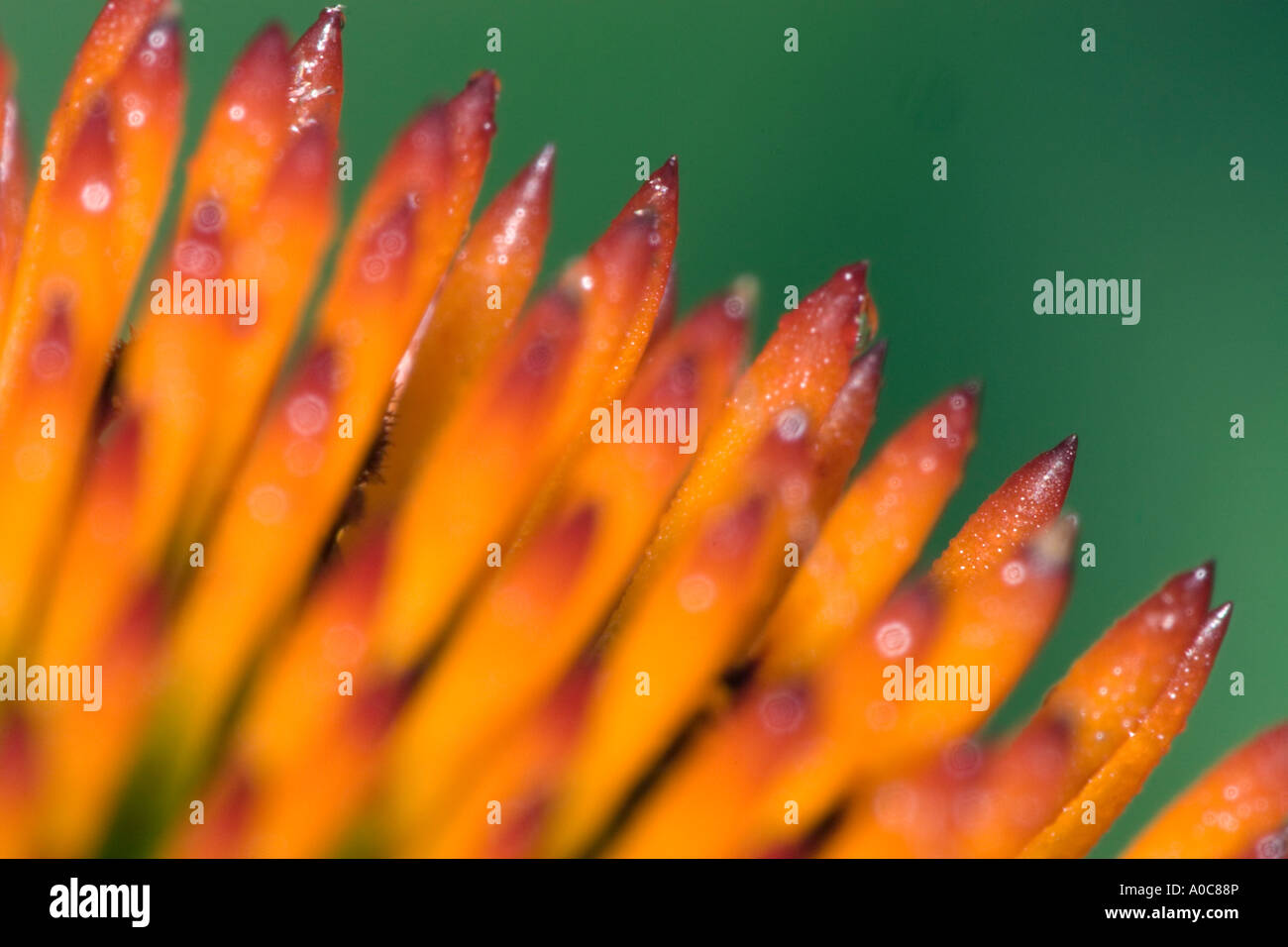 Purple coneflower closeup center hi-res stock photography and images ...