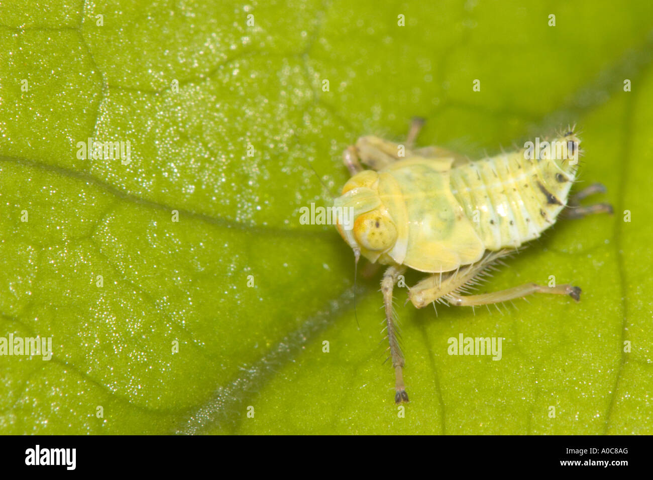 Leafhopper nymph hi-res stock photography and images - Alamy