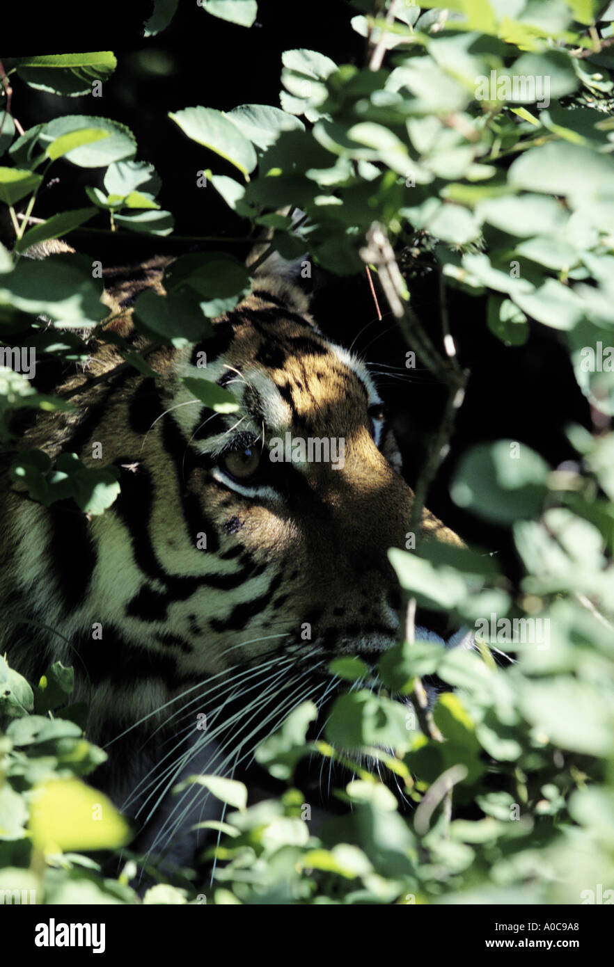 siberian tiger bushes Stock Photo - Alamy