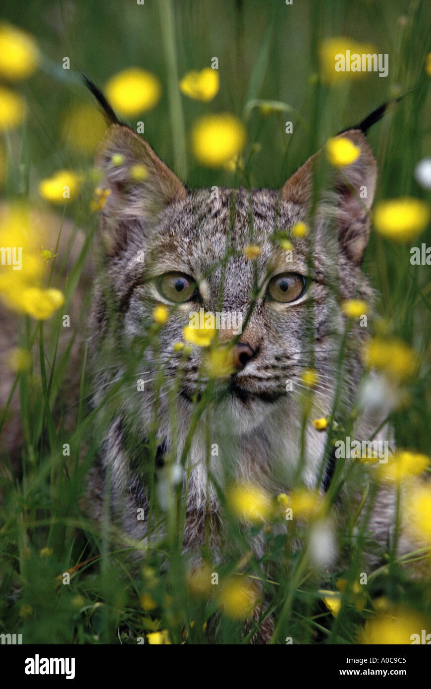 Linx hi-res stock photography and images - Alamy