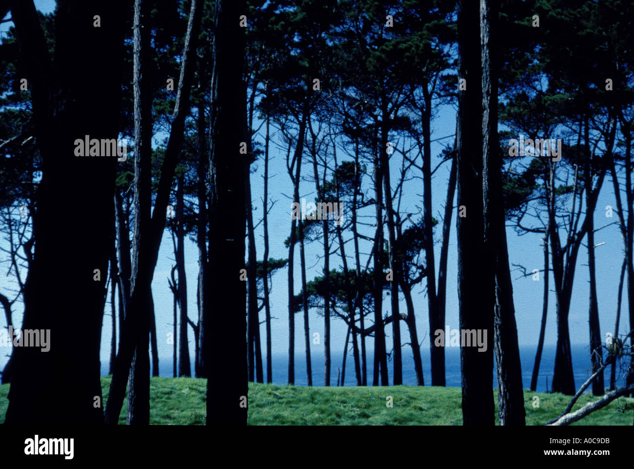 beautiful trees by the ocean Stock Photo - Alamy