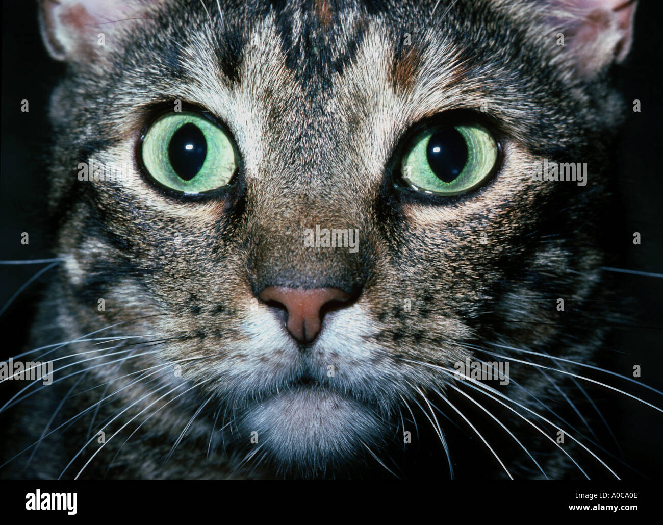 CAT looks straight into the camera face eye eyes Domestic animal pet ...