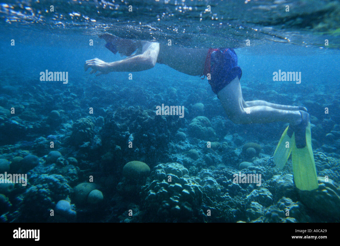 JORDAN AQABA RED SEA the royal diving center Jordan Royal ecological ...