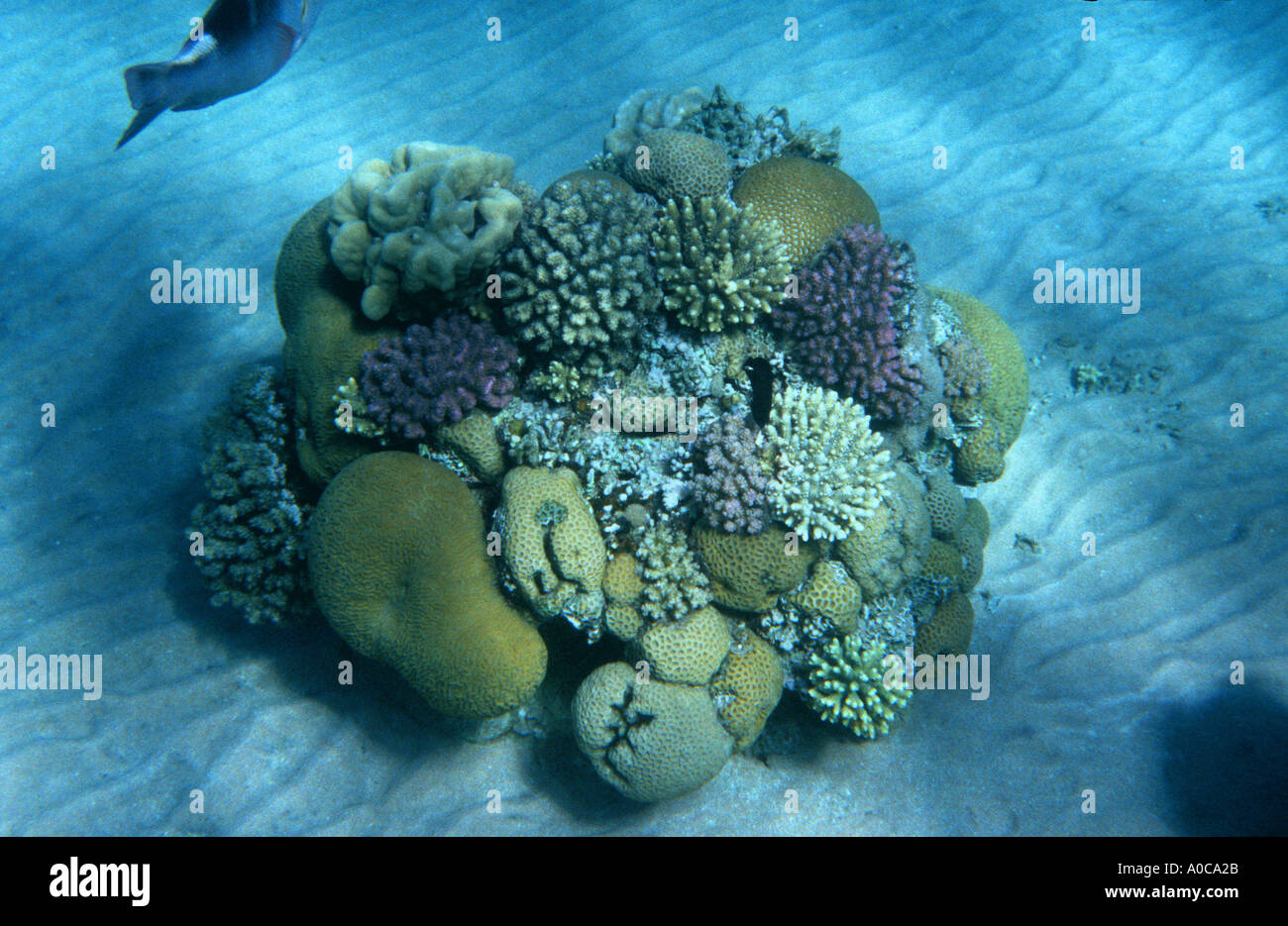 JORDAN AQABA RED SEA the royal diving center Jordan Royal ecological ...