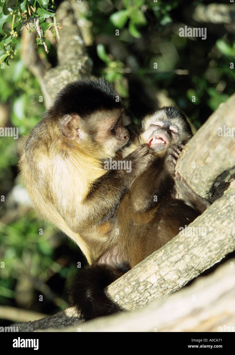 Hooded capuchin monkey hi-res stock photography and images - Alamy