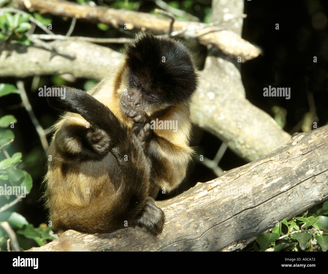 hooded capuchin examining his tail Stock Photo - Alamy