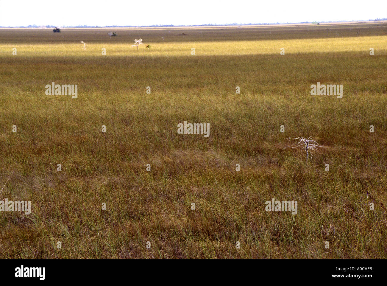 The Everglades sawgrass Stock Photo - Alamy