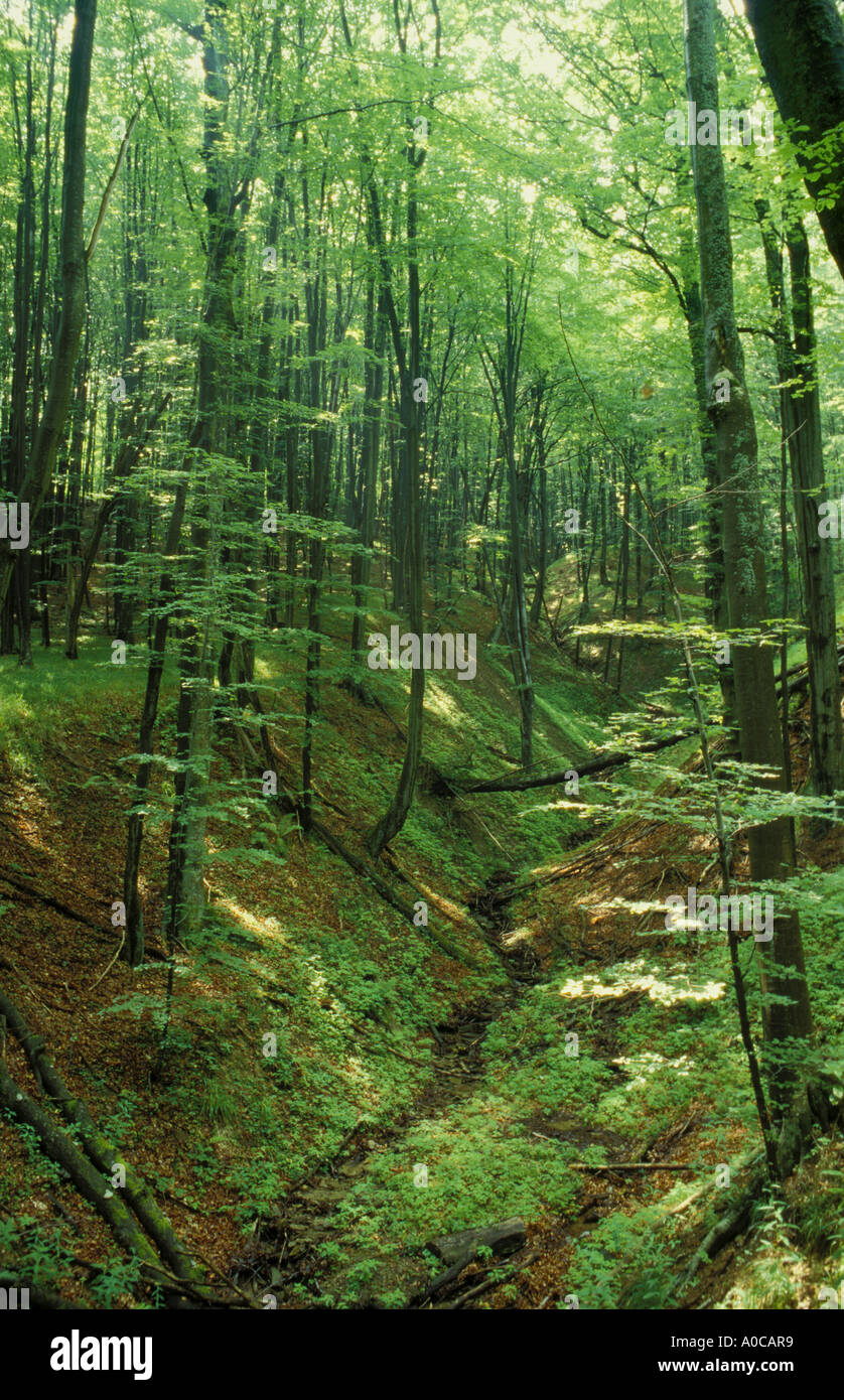 Polish national forest hi-res stock photography and images - Alamy