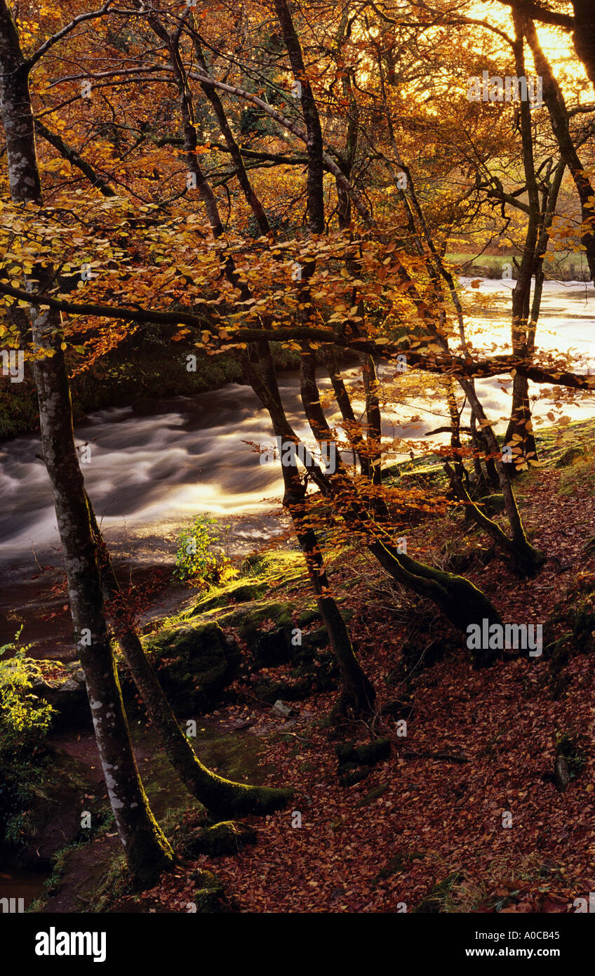 river dart at Spitchwick Dartmoor England UK Stock Photo - Alamy