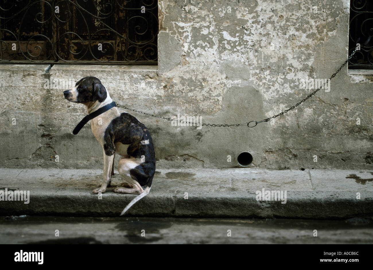 Forlorn street dog hi-res stock photography and images - Alamy