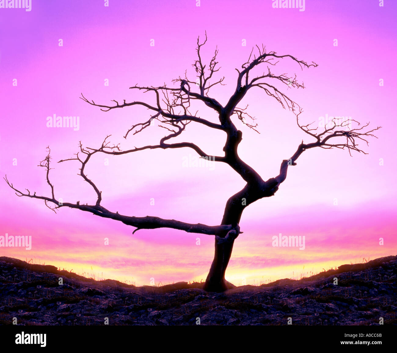 Burmis Tree High Resolution Stock Photography and Images - Alamy