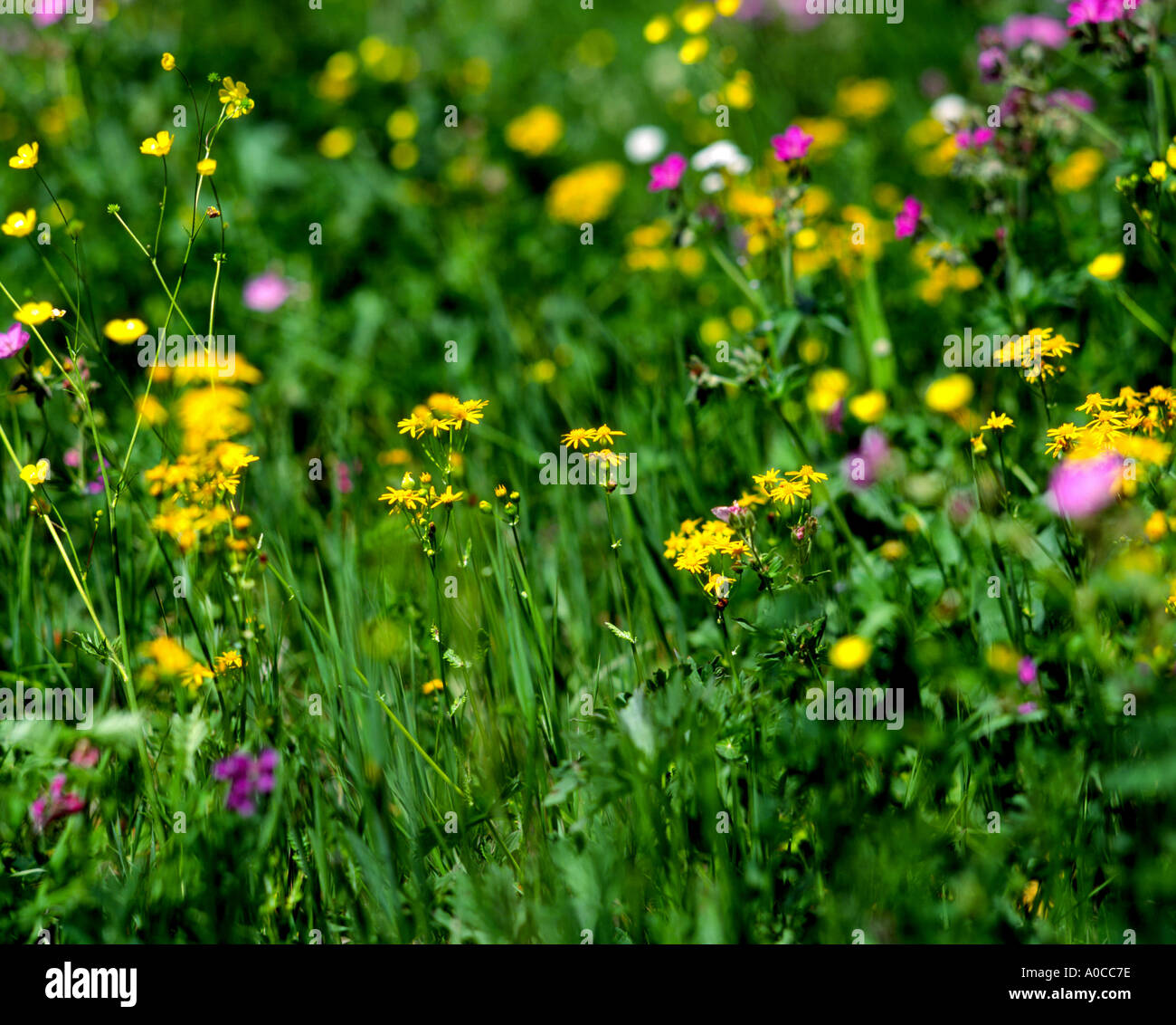 Wild flowers Waterton Lakes National Park Alberta Canada Stock Photo ...