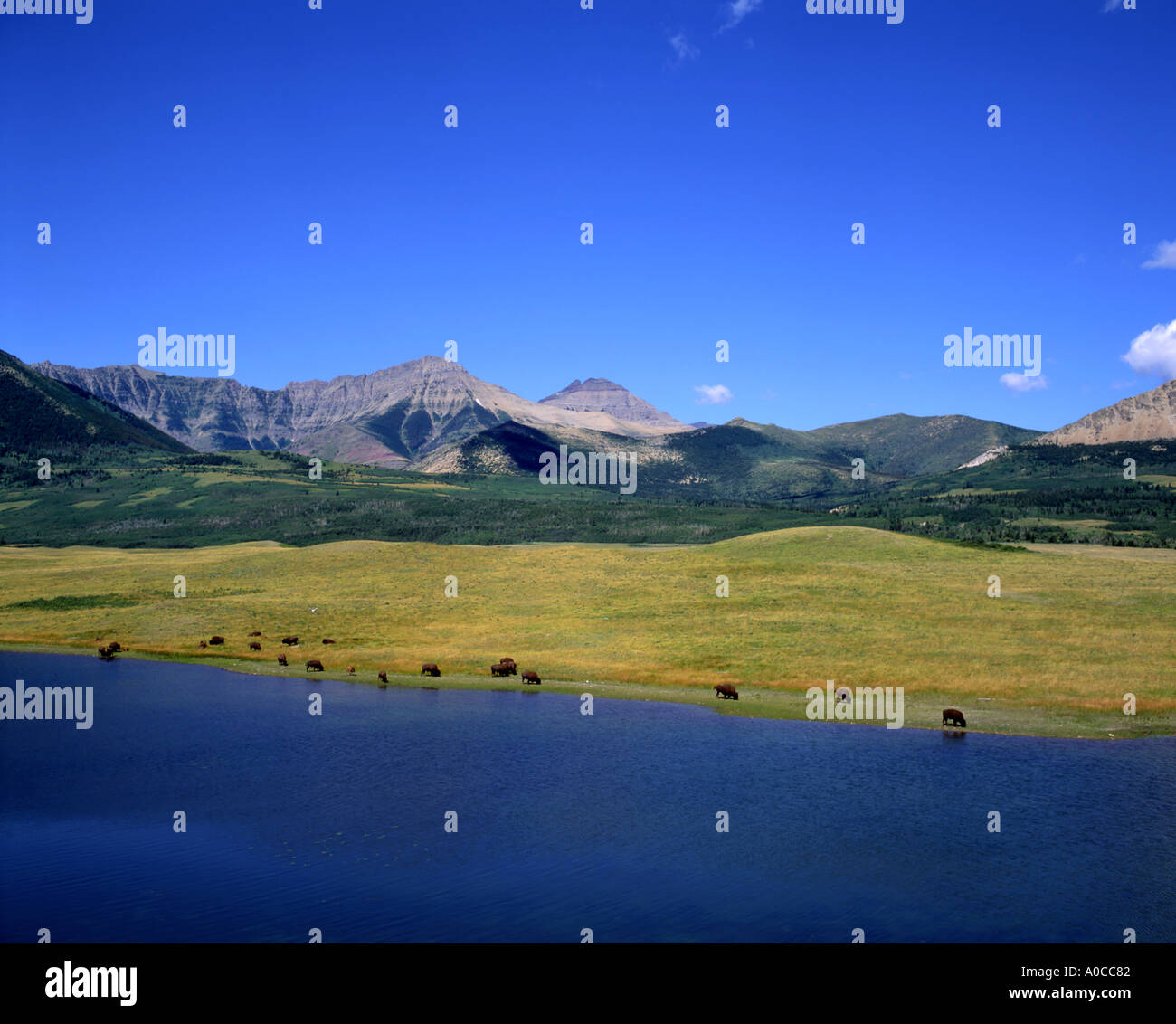 Buffalo water waterton hi-res stock photography and images - Alamy
