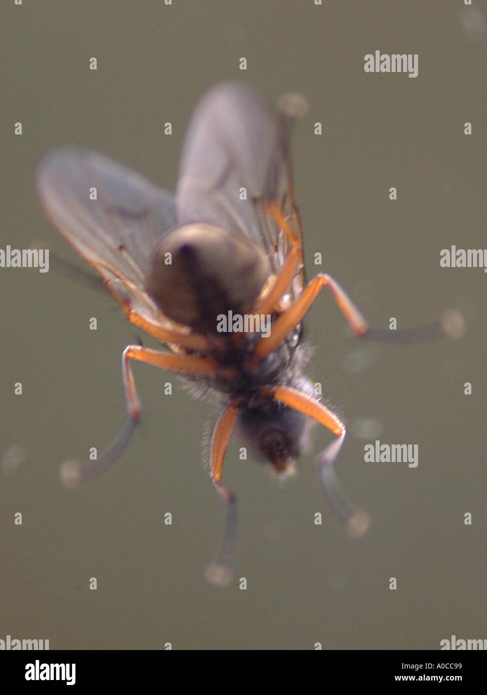 Fly on Glass Stock Photo - Alamy