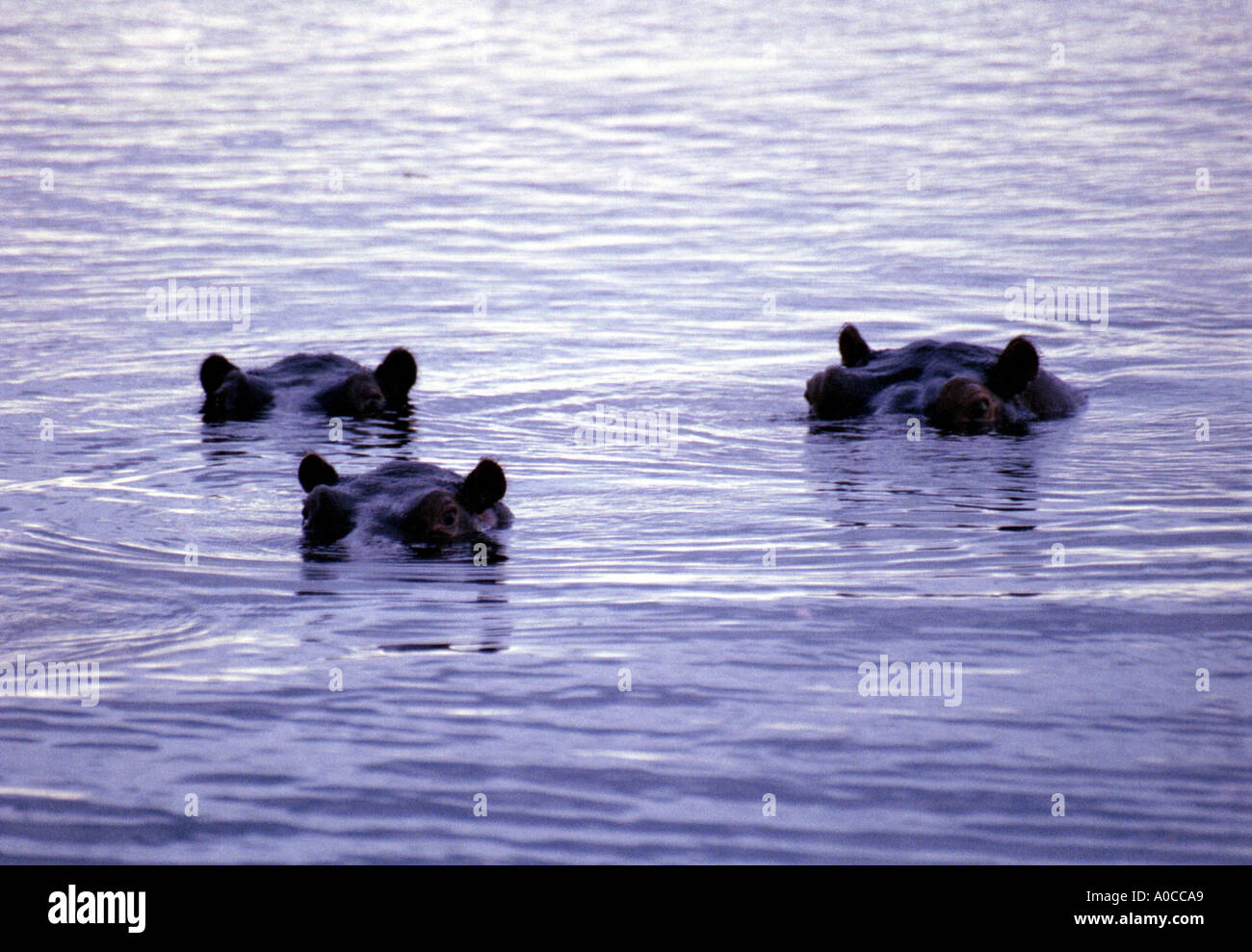 Three hippos in water Chobe NP Botswana Stock Photo - Alamy
