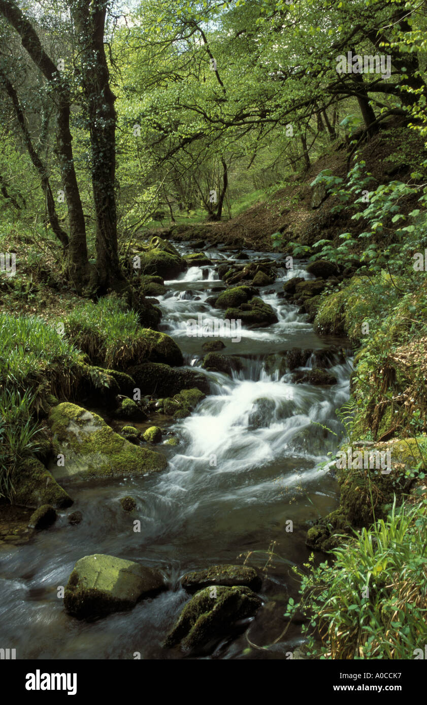 Stream flowing into river at Tarr Steps National Nature Reserve on ...