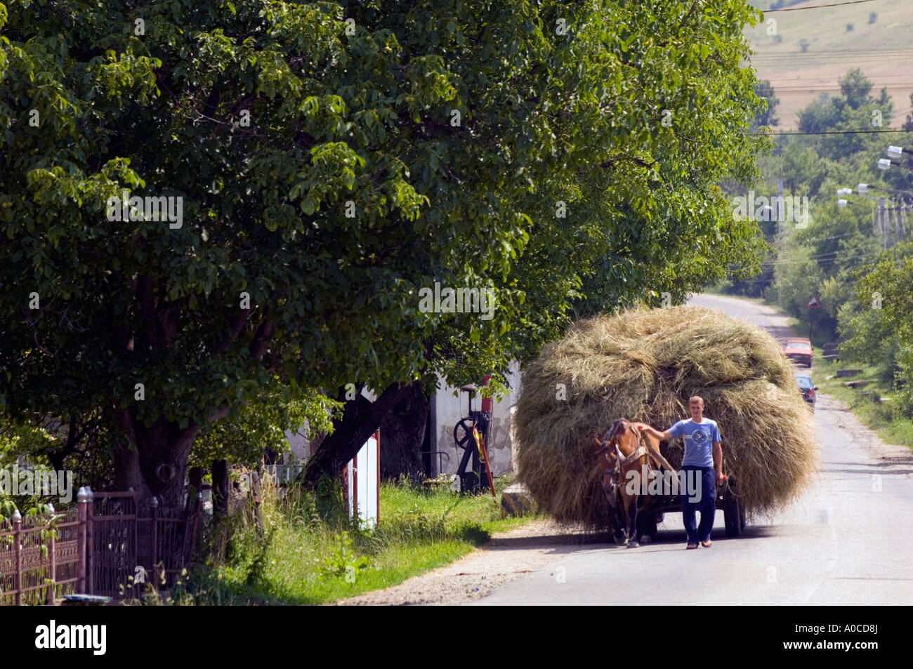 Europe Romania Maramures village scene during hay harvest Stock Photo ...