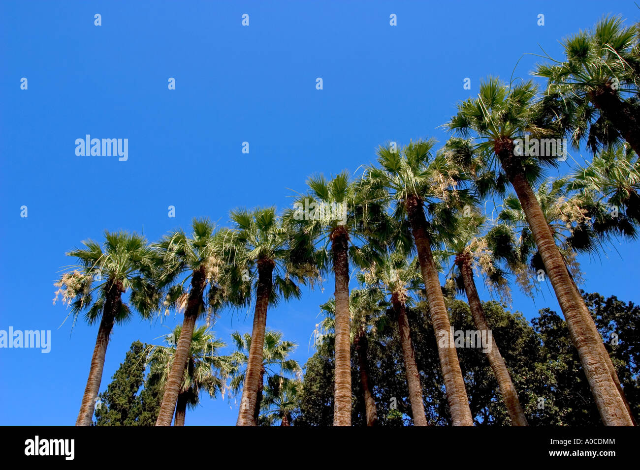 palm tree in athens Stock Photo - Alamy