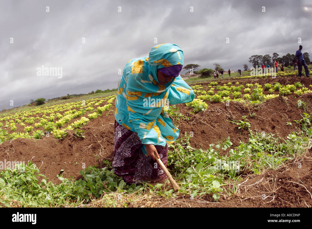 Farm worker planting crops in Lower Shabelle, southern Somalia Stock ...