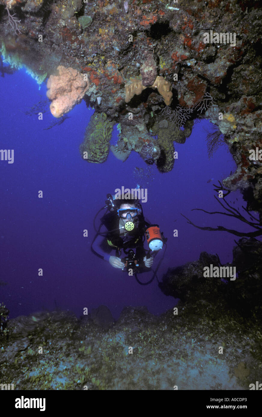 Coral ledge hi-res stock photography and images - Alamy