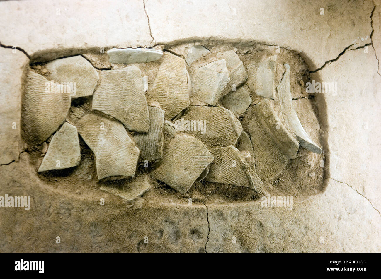 Inscribed Oracle Bone From the Shang Dynasty in Yinxu, anyang city ...