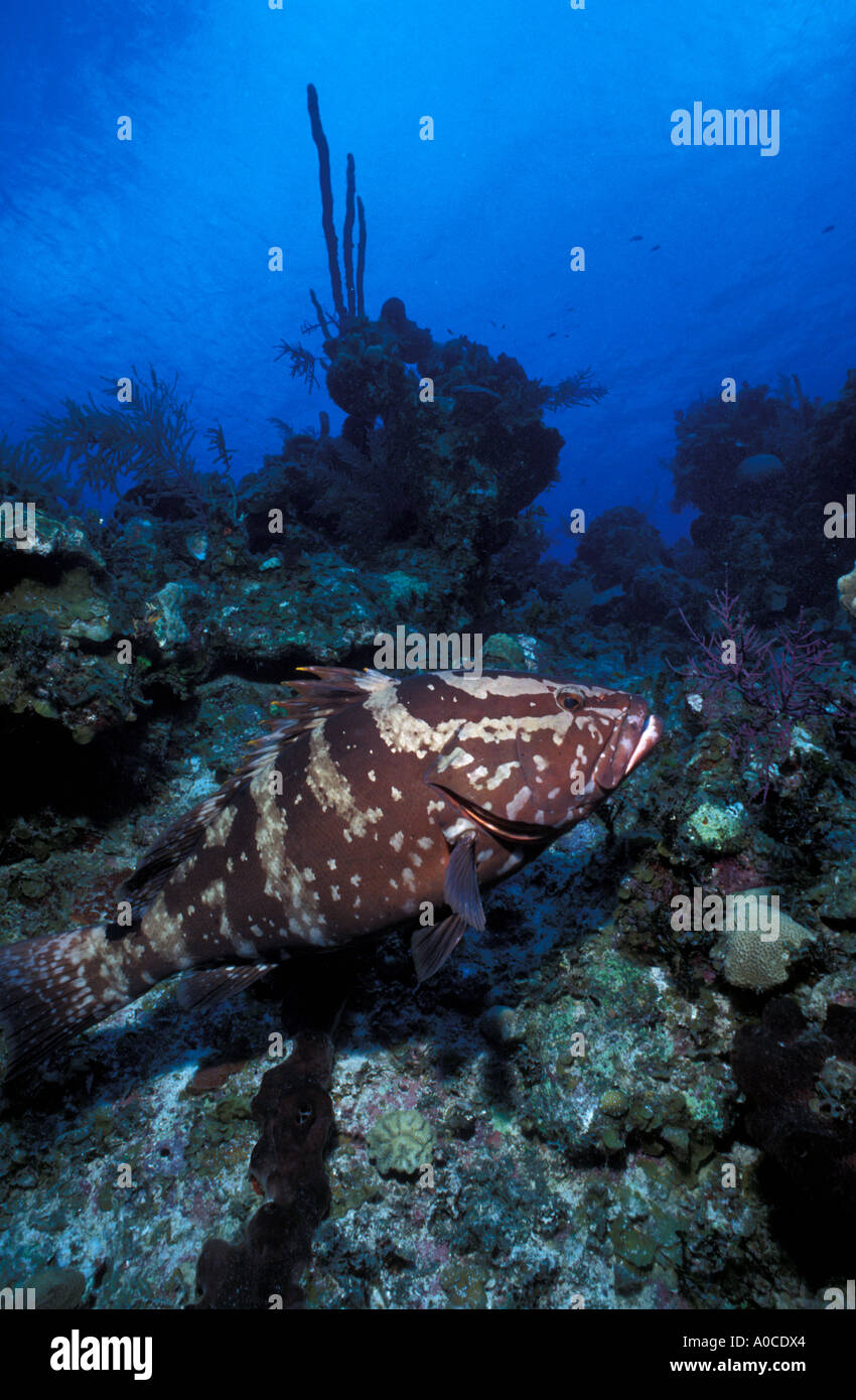 underwater nassau grouper coral reef Stock Photo - Alamy