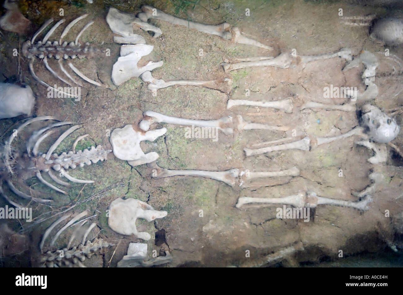 Lady Hao burials with skeleton and burial objects Stock Photo - Alamy