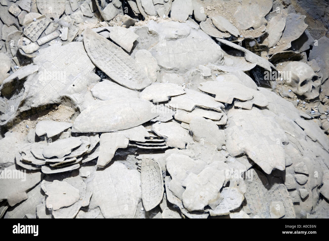 Shang Dynasty Inscribed Oracle Bone High Resolution Stock Photography ...