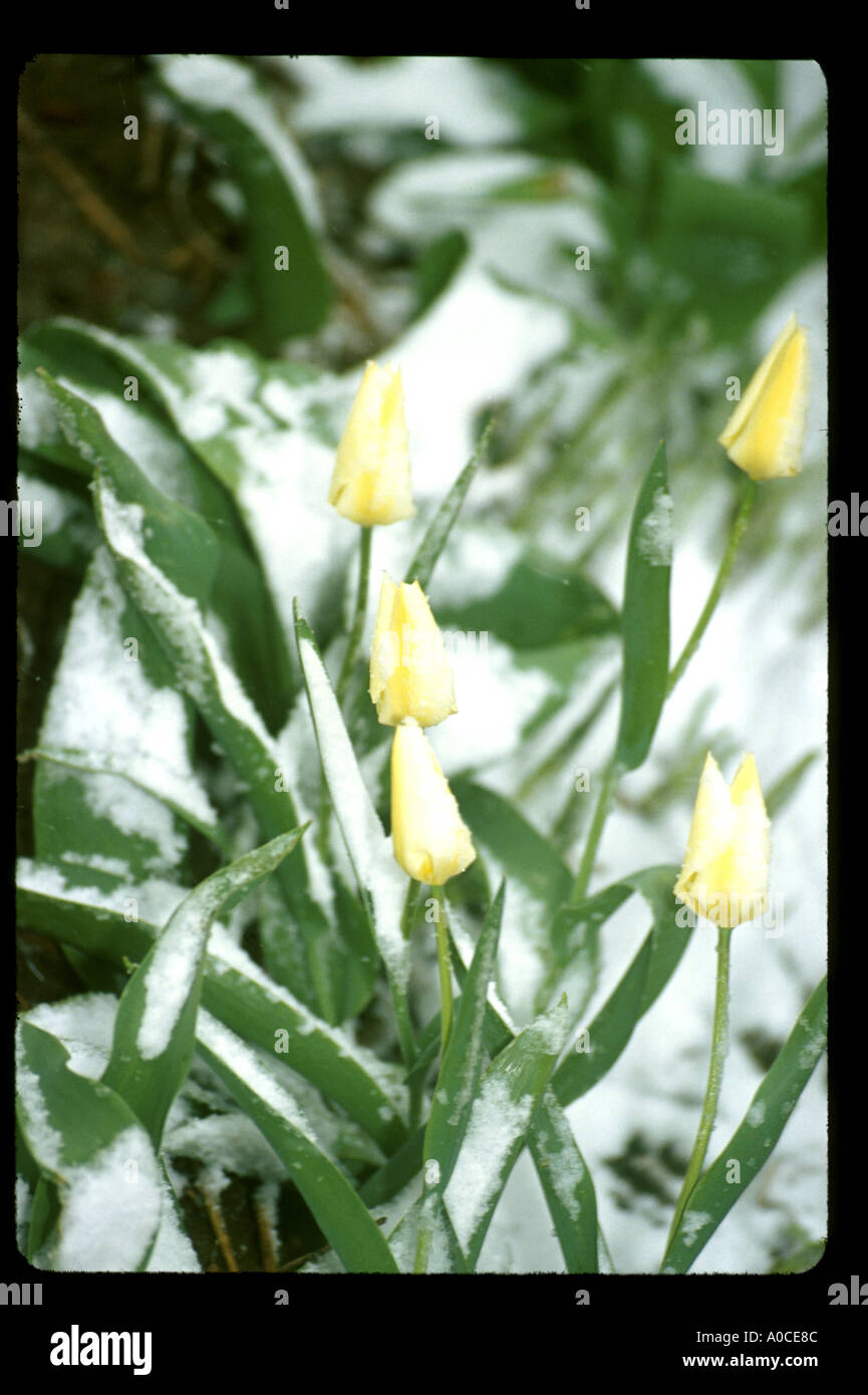 Frozen tulips hi-res stock photography and images - Alamy
