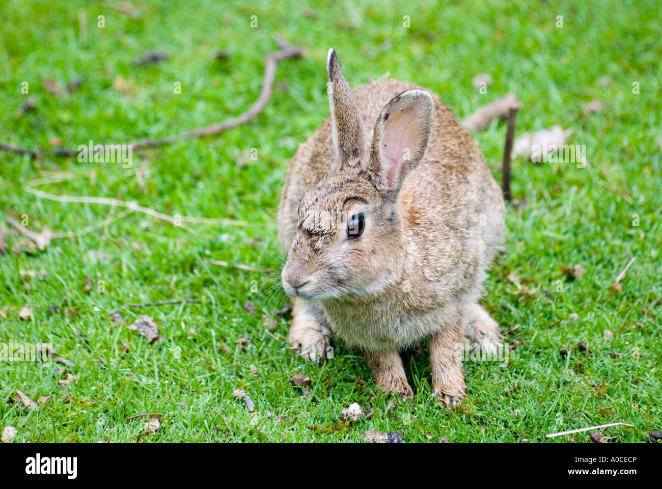 Feral rabbit australia hi-res stock photography and images - Alamy