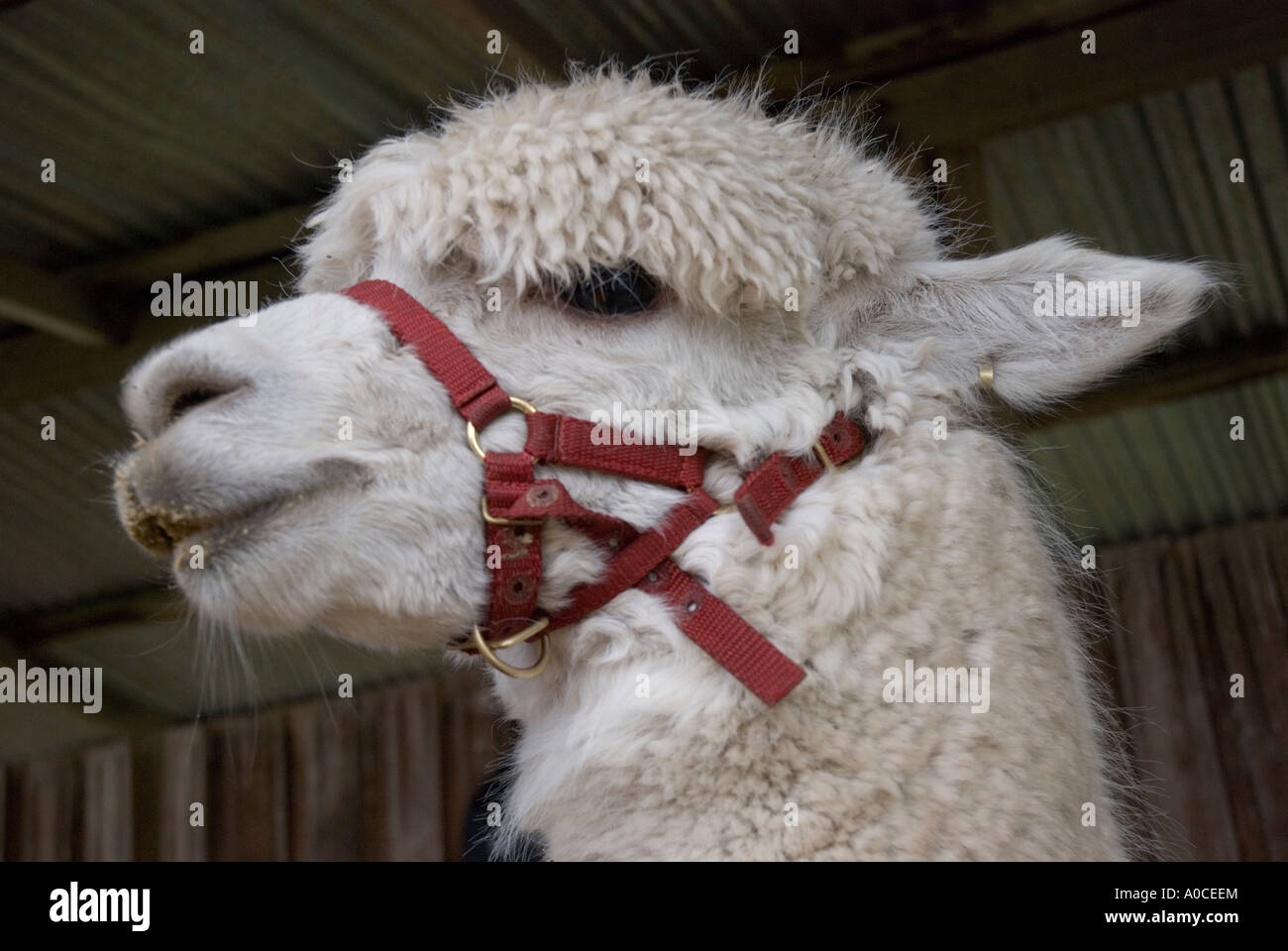 Domesticated camelids hi-res stock photography and images - Alamy