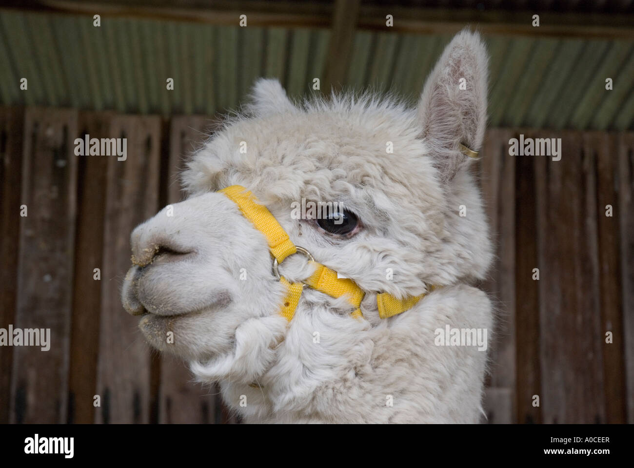 Domesticated camelids hi-res stock photography and images - Alamy