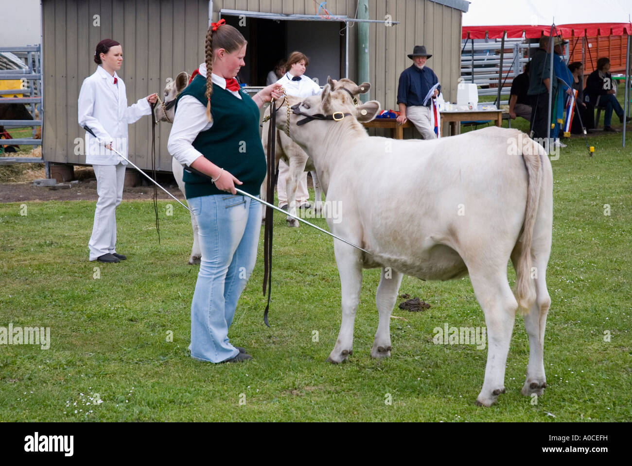 Displaying cattle in an agricultural show in Tasmania Australia Stock ...