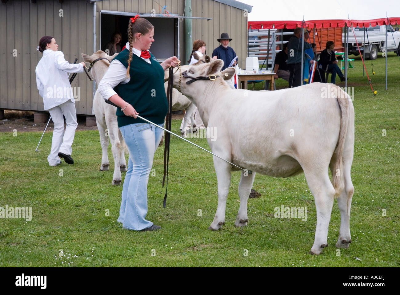 Displaying cattle in an agricultural show in Tasmania Australia Stock ...