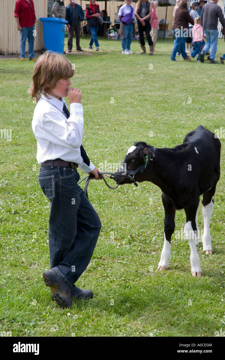 Young boy showing a calf in competition at an agricultural show in ...