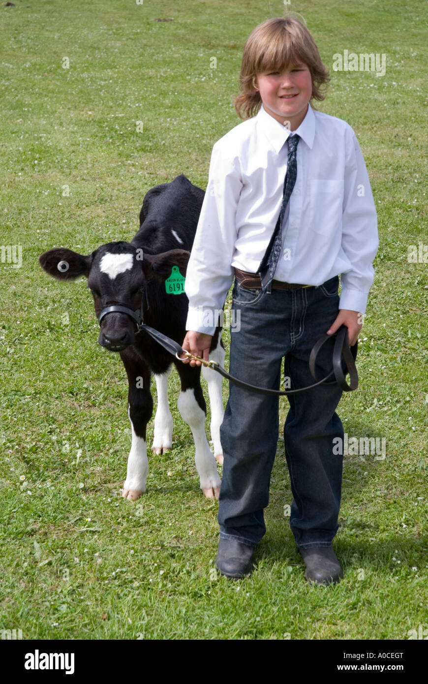 Young boy showing a calf in competition at an agricultural show in ...