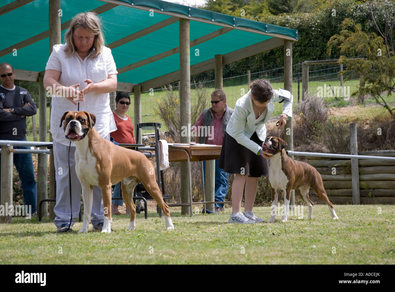Showing pedigree boxer dogs at a dog show in southern Tasmania Stock ...