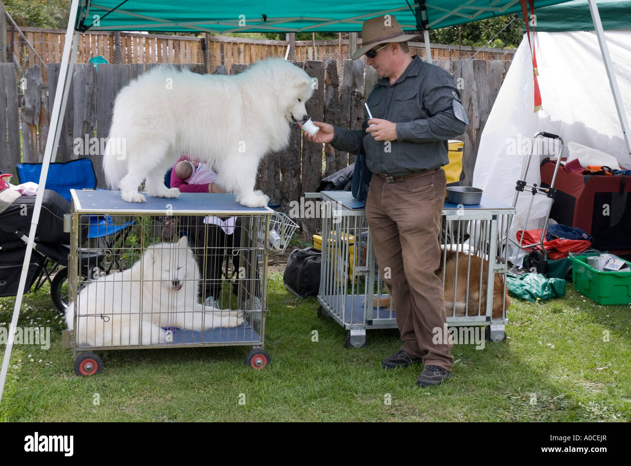Dog competing in dog show hi-res stock photography and images - Alamy