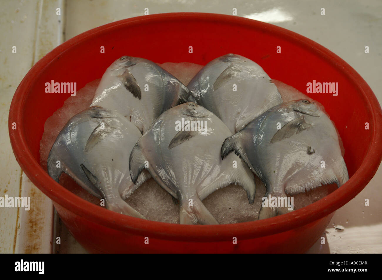 Wet fish in the fish market Dubai Stock Photo - Alamy