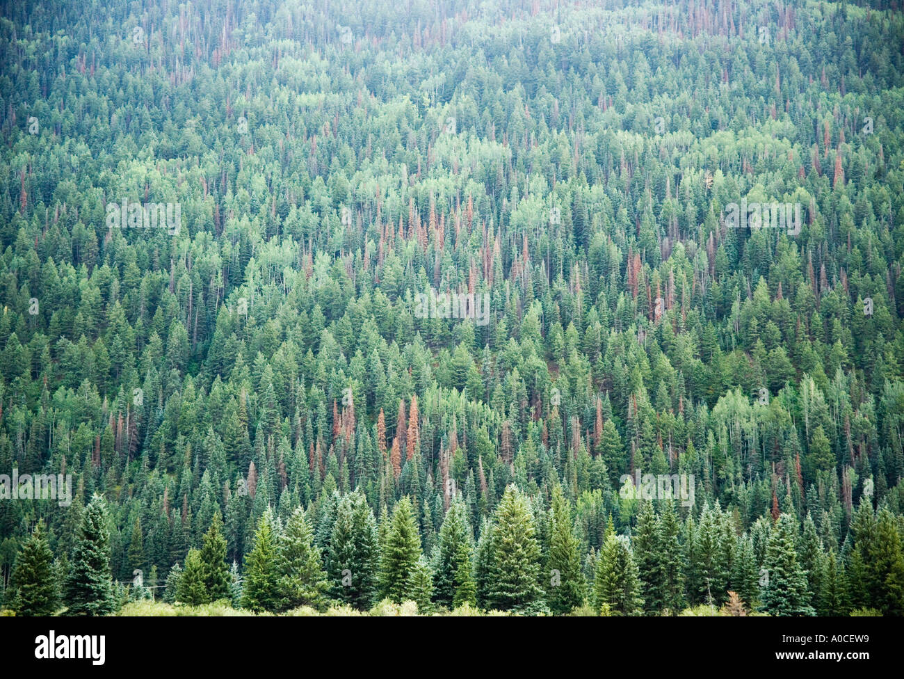 Pine Trees Telluride Colorado USA Stock Photo - Alamy