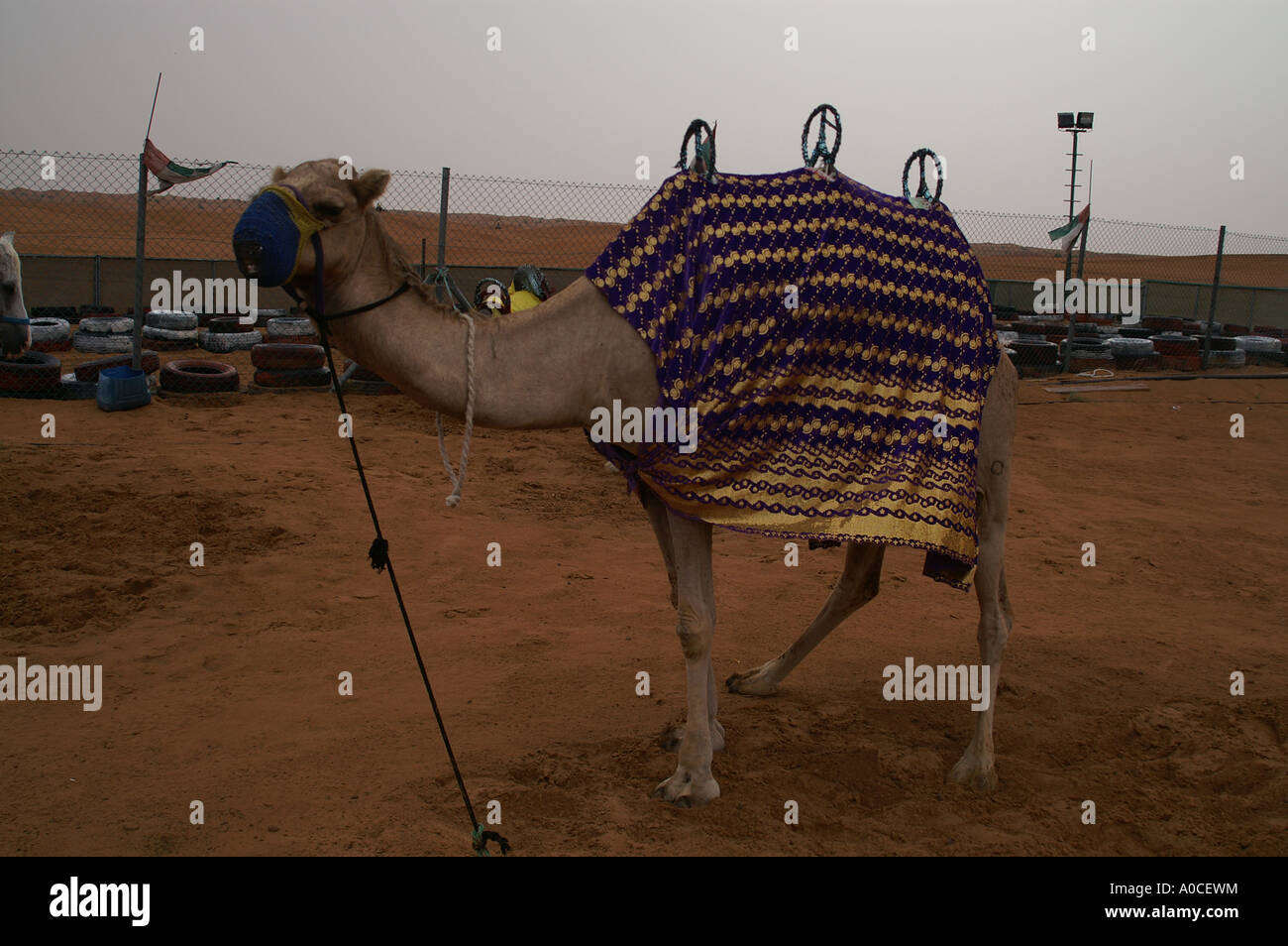 Muzzled camel Dubai UAE Stock Photo - Alamy